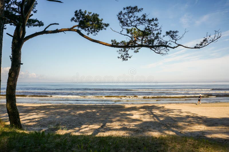 Tree on coastline stock image. Image of natural, wildlife - 104091267