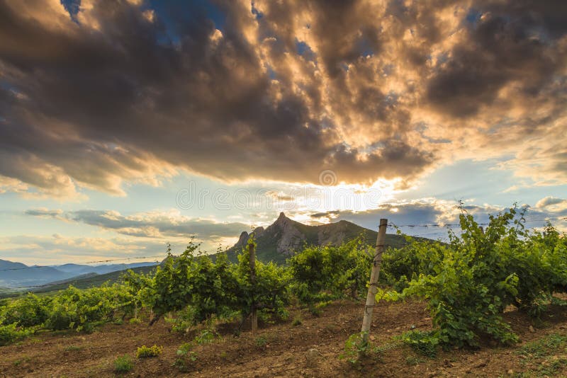 Beautiful Landscape Overlooking the Vineyards Stock Image - Image of ...