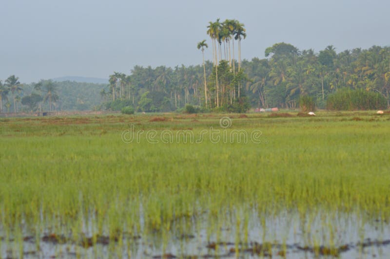 Landscape Paddy Field and Small River Stock Photo - Image of botany ...