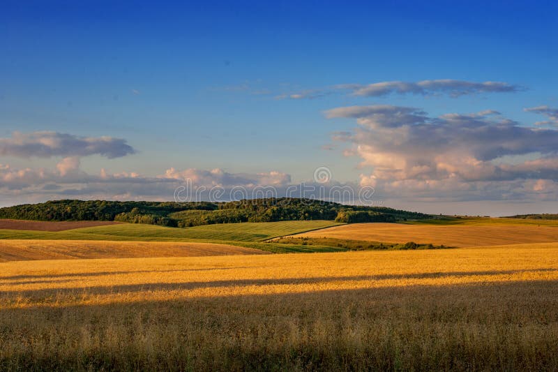 Beautiful Landscape Panorama of Wheat Field at Evening Stock Photo ...