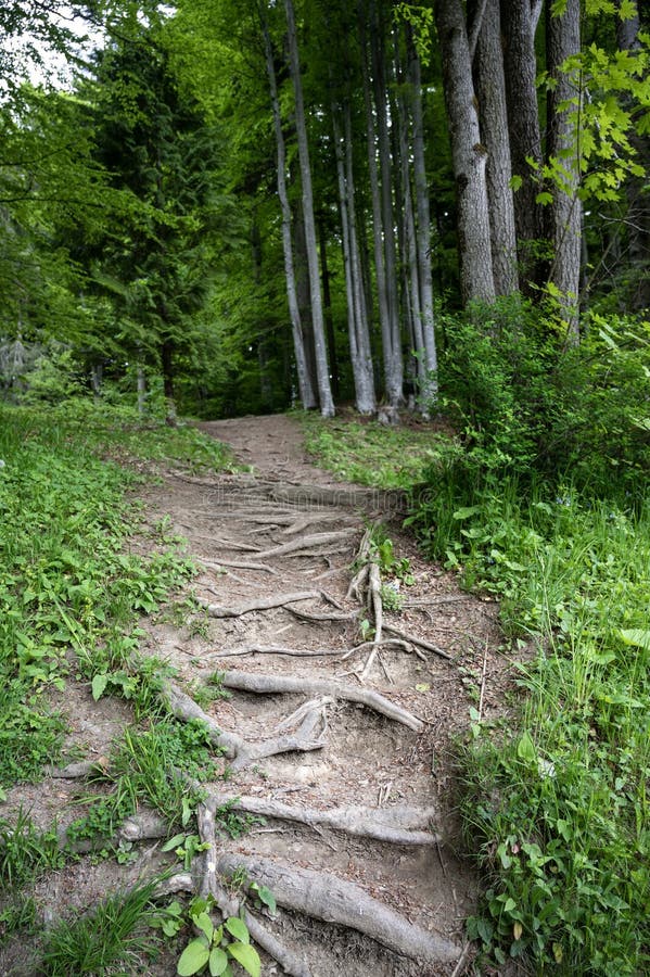 Beautiful Landscape with Path through the Forest in Summer Day Stock ...