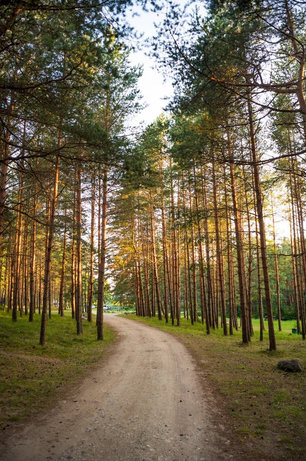 Beautiful Landscape with Path through the Pine Forest in Summer Stock ...