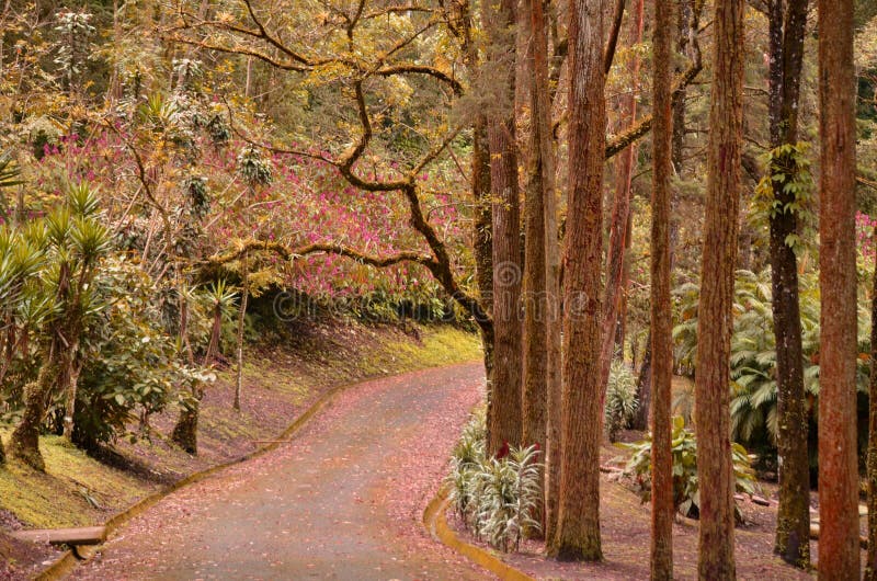 Beautiful Landscape with a Pathway through a Forest Stock Photo - Image ...