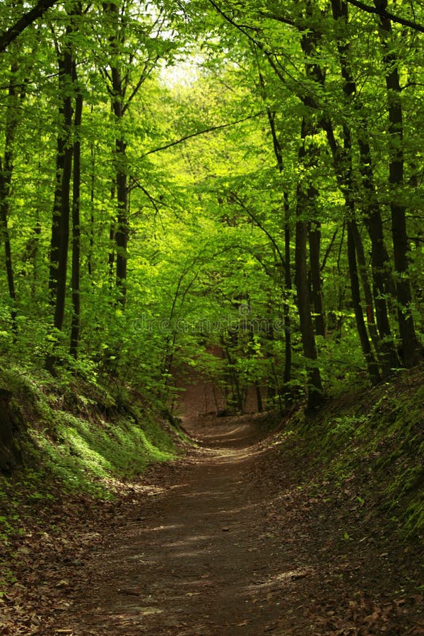 Beautiful Landscape with Pathway among Tall Trees in Park Stock Photo ...