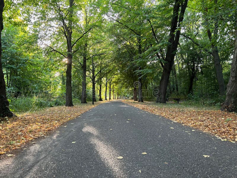 Beautiful Landscape with Pathway among Tall Trees in Park Stock Image ...