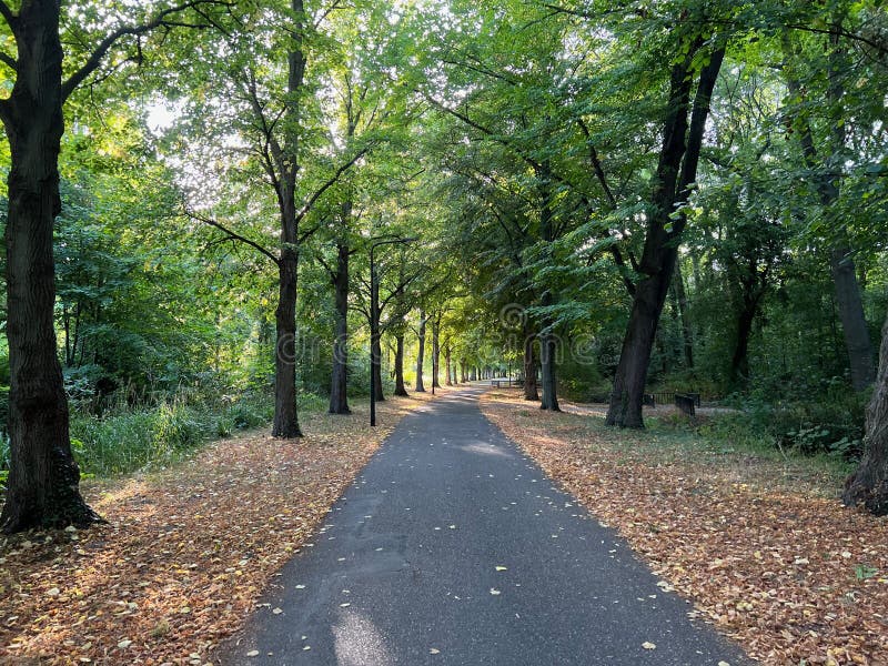 Beautiful Landscape with Pathway among Tall Trees in Park Stock Image ...