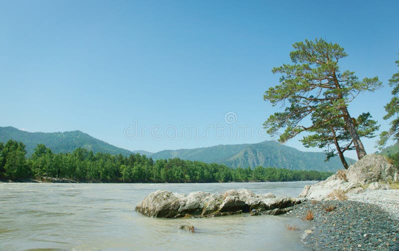 Beautiful Landscape with Pine Tree on the River Bank Stock Photo ...