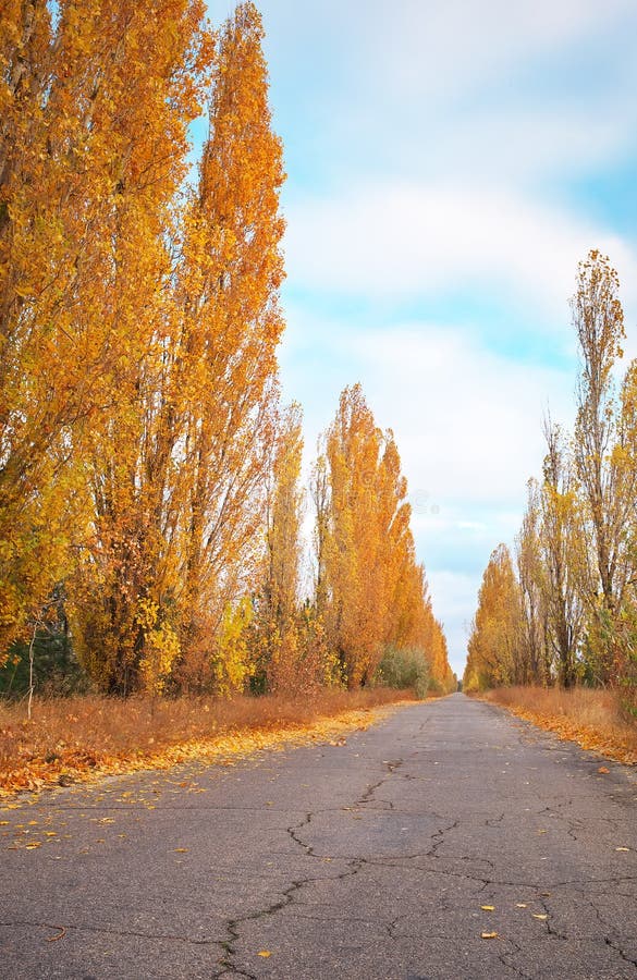 Beautiful Landscape with Poplar Trees, Golden Leafs and Road Stock ...