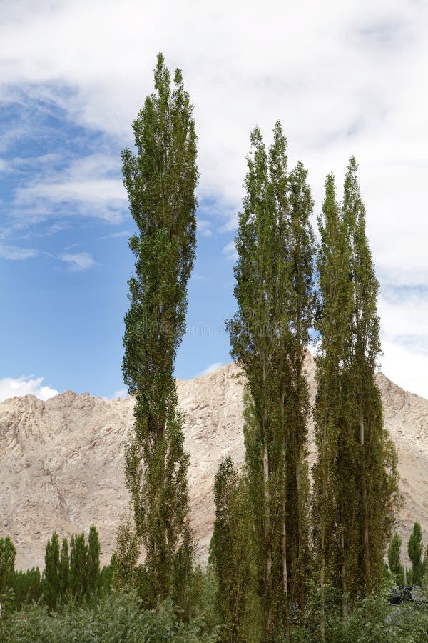 Beautiful Poplar Tree and Houses in the Green Indus Valley Stock Photo ...