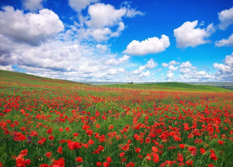 Beautiful Landscape with Poppy Meadow. Stock Photo - Image of beauty ...
