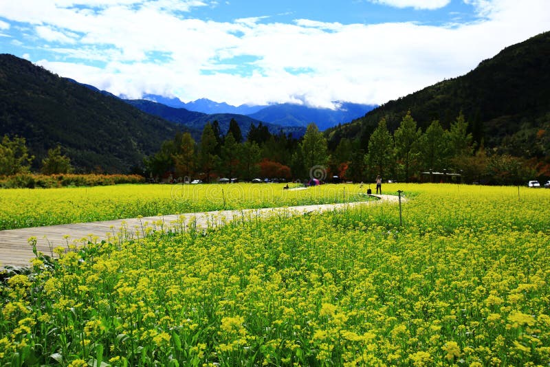 Beautiful Landscape of RapeEdible Rape,Rapeseed Flowers with Pathway ...