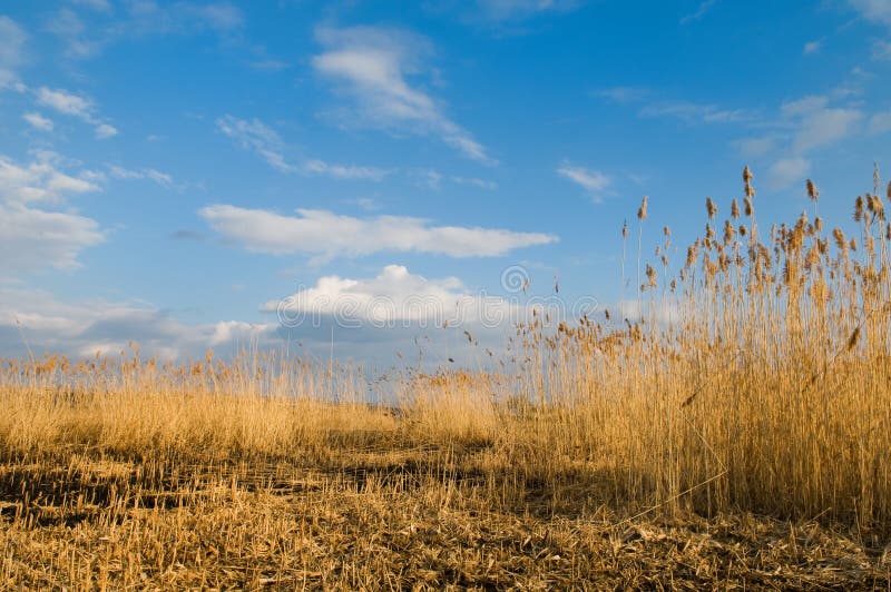 Beautiful Landscape with Reeds Stock Image - Image of gold, landscape ...
