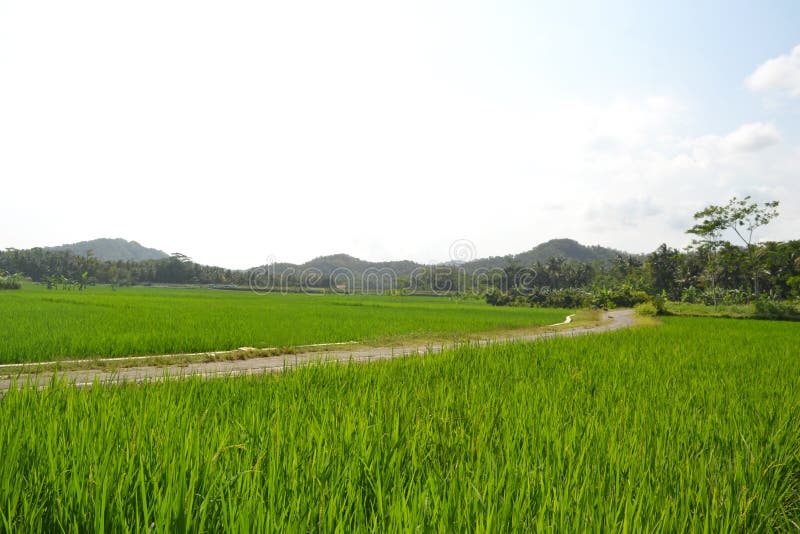 Beautiful Landscape Rice Field with the Path with Mountains and Bright ...