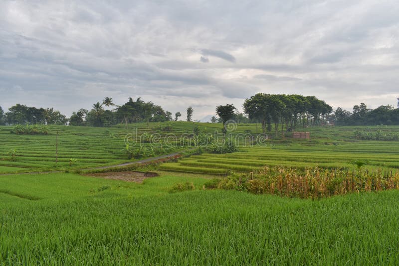 Beautiful Landscape of Rice Field Terraced at Boyolali, Central Java ...