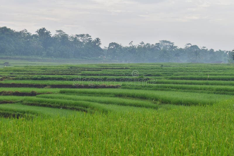 Beautiful Landscape of Rice Field Terraced at Boyolali, Central Java ...