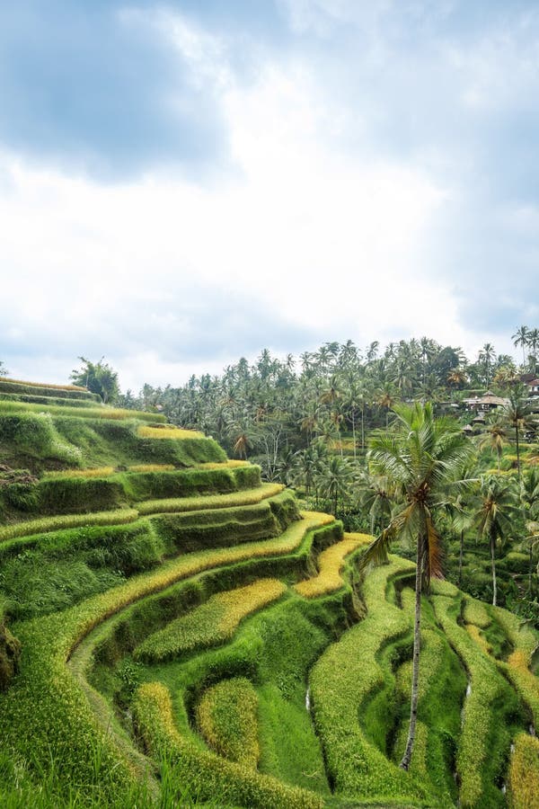 Beautiful Landscape of Rice Fields Stock Image - Image of balinese ...