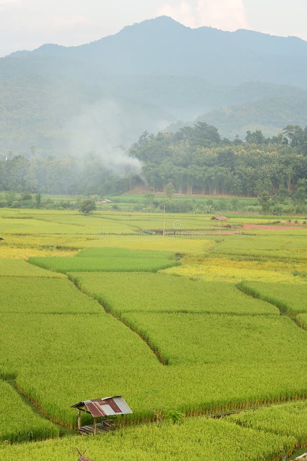 Beautiful Rice Fields of Green with the Mountain Landscape Stock Image ...