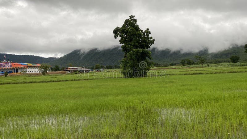 Beautiful Landscape of Rice Fields with Trees and Mountains, Low White ...