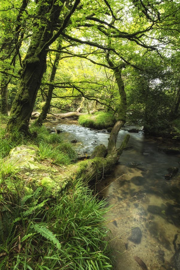 Beautiful Landscape of River Flowing through Lush Forest Golitha Stock ...