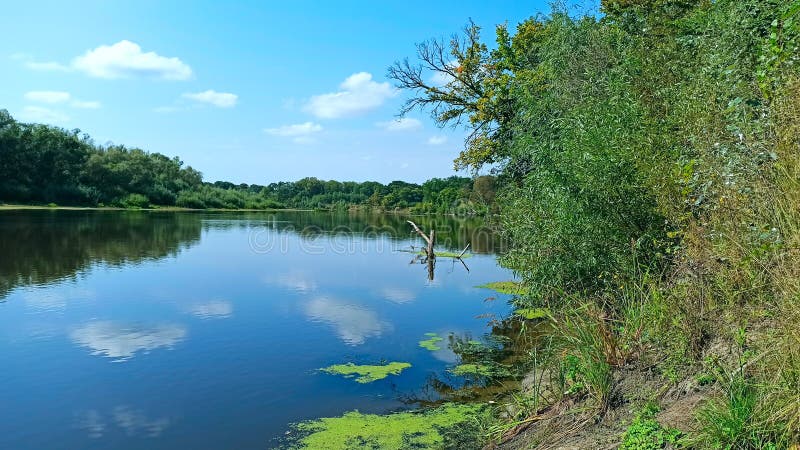 Beautiful Landscape with River and Row of Willows Stock Photo - Image ...