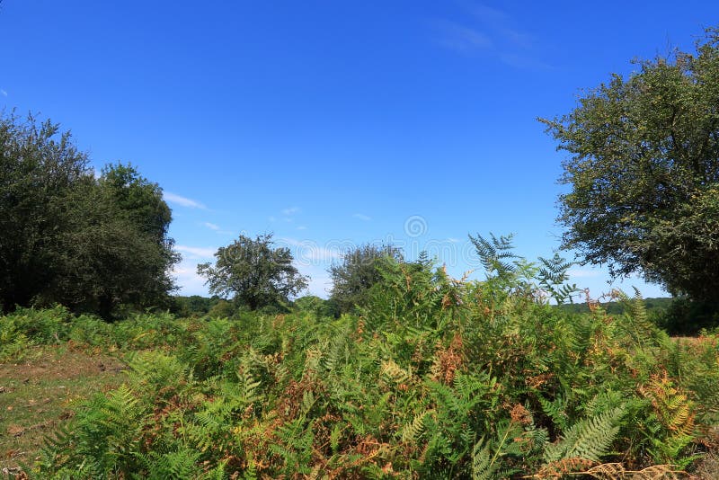 A Landscape Scene with Ferns and Trees in Brockenhurst Stock Image ...