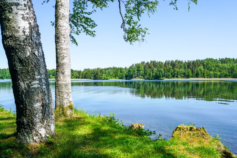 Beautiful Landscape on the Shore of the Lake with Two Birches Stock ...