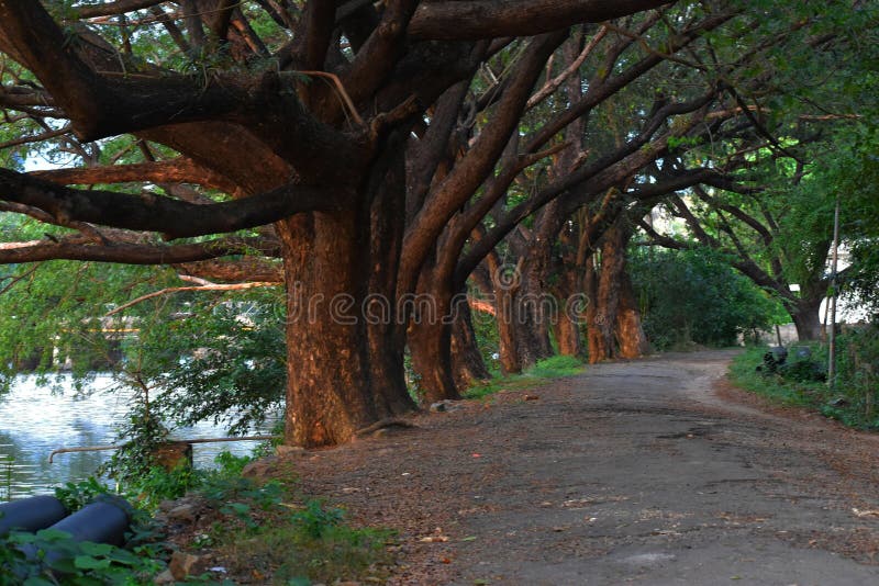 Beautiful Landscape Showing Huge Old Big Tree Stock Image - Image of ...