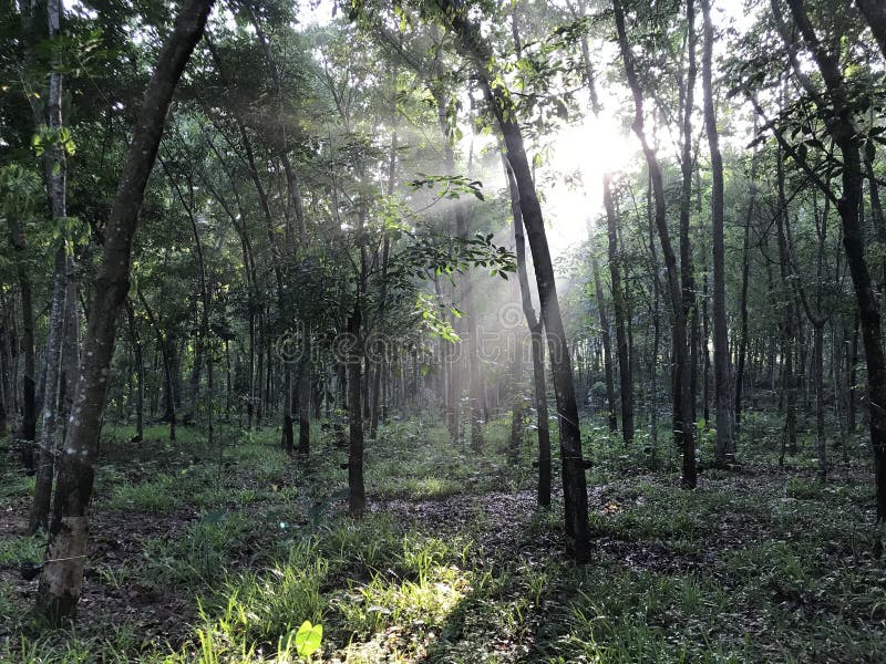 A Beautiful Landscape and Sun Rays Stock Image - Image of landscape ...