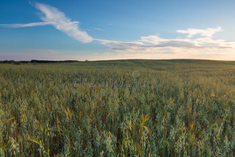 Beautiful Landscape of Sunset Over Corn Field at Summer Stock Image ...