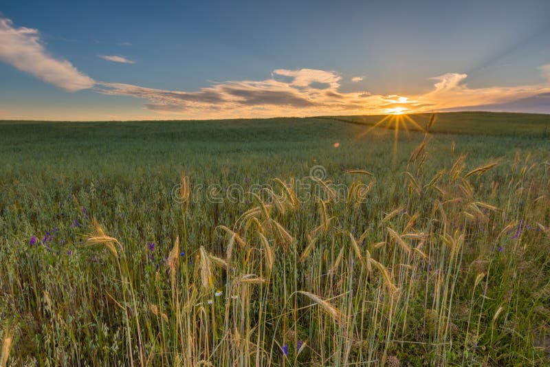 Beautiful Landscape of Sunset Over Corn Field at Summer Stock Photo ...