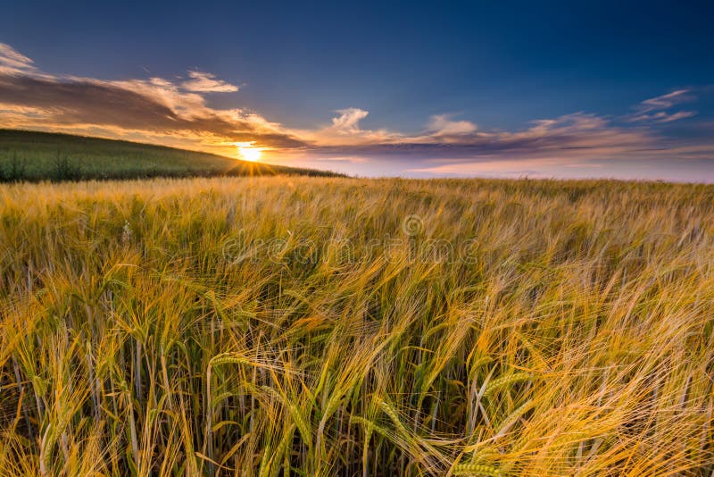 Beautiful Landscape of Sunset Over Corn Field at Summer Stock Image ...
