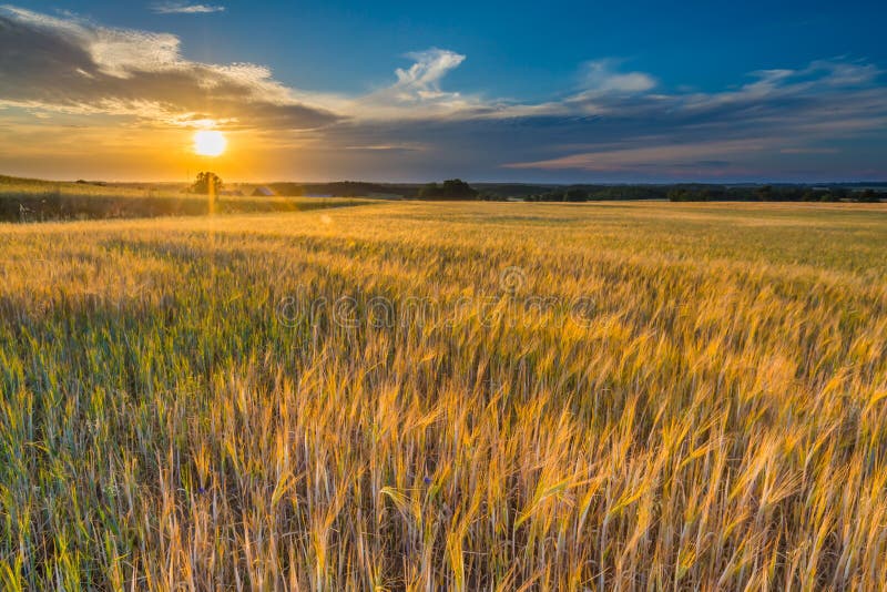 Beautiful Landscape of Sunset Over Corn Field at Summer Stock Image ...