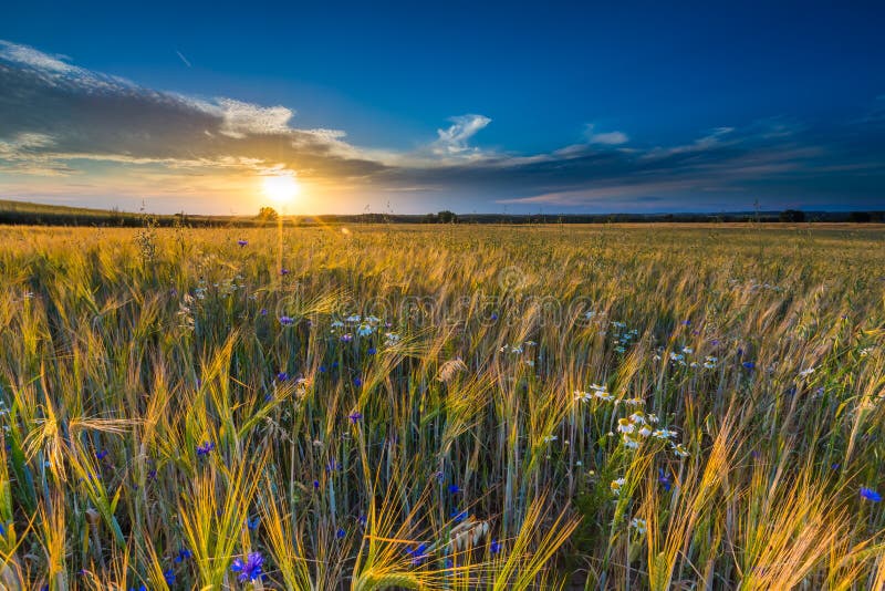 Beautiful Landscape of Sunset Over Corn Field at Summer Stock Photo ...