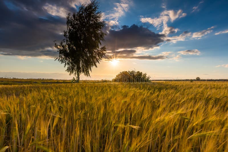 Beautiful Landscape of Sunset Over Corn Field at Summer Stock Photo ...