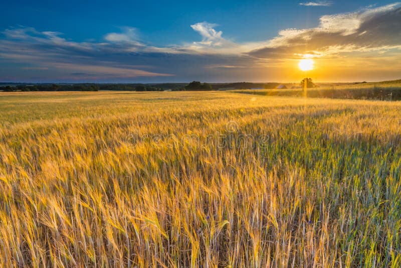 Beautiful Landscape of Sunset Over Corn Field at Summer Stock Image ...