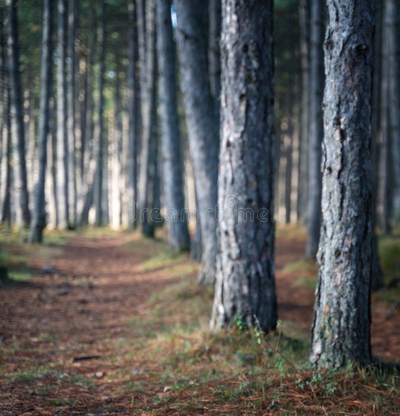 Beautiful Landscape Sunset in Pine Forest Pathway and Tree Trunks Stock ...