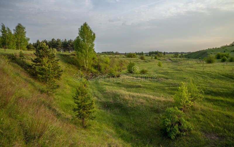 Beautiful Landscape at Sunset in a Ravine, Pine, Birch, Grass Stock ...