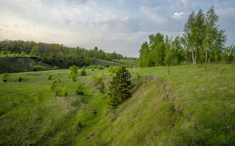 Beautiful Landscape at Sunset in a Ravine, Pine, Birch, Grass Stock ...