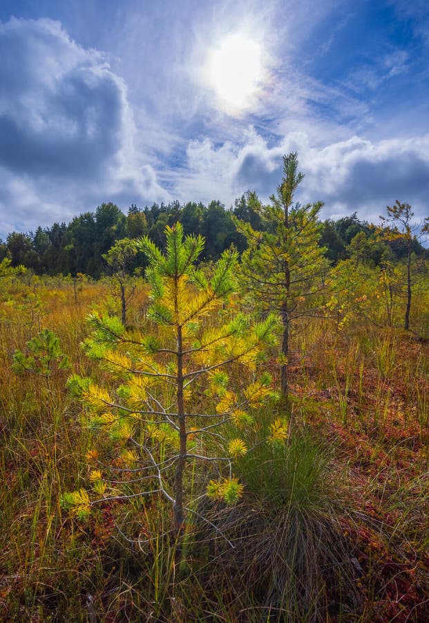 Beautiful Landscape in the Swamp with Young Pine Trees Stock Photo ...