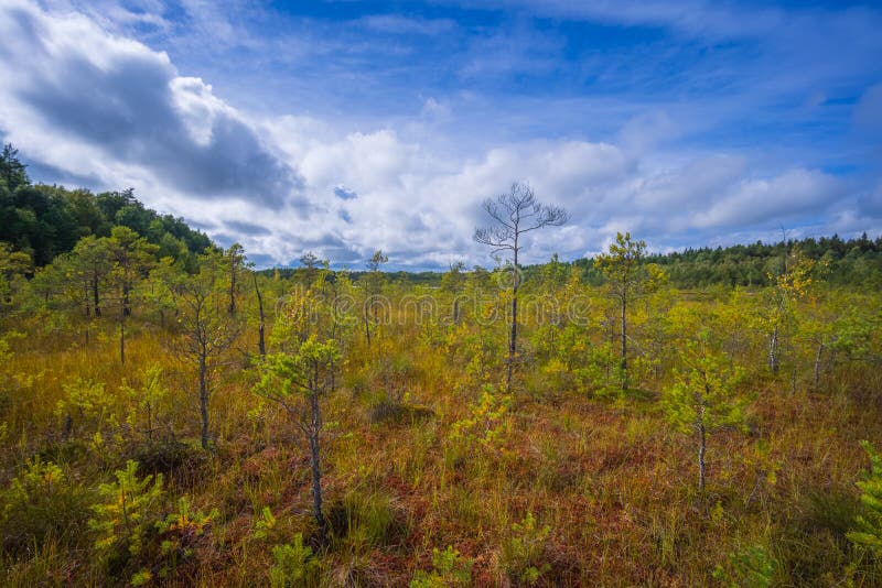 Beautiful Landscape in the Swamp with Young Pine Trees Stock Photo ...