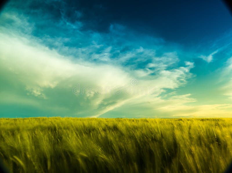 Beautiful Landscape with Tall Green Grass in the Field Under the ...