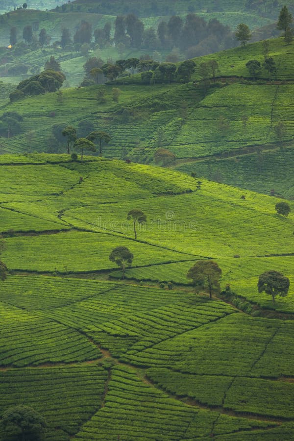 Beautiful Landscape of Tea Plantation in the Morning Editorial Stock ...