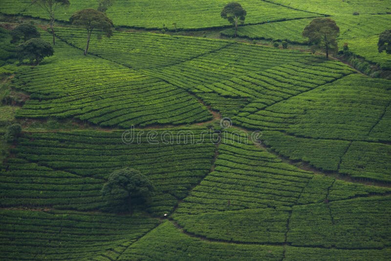 Beautiful Landscape of Tea Plantation in the Morning Editorial Image ...