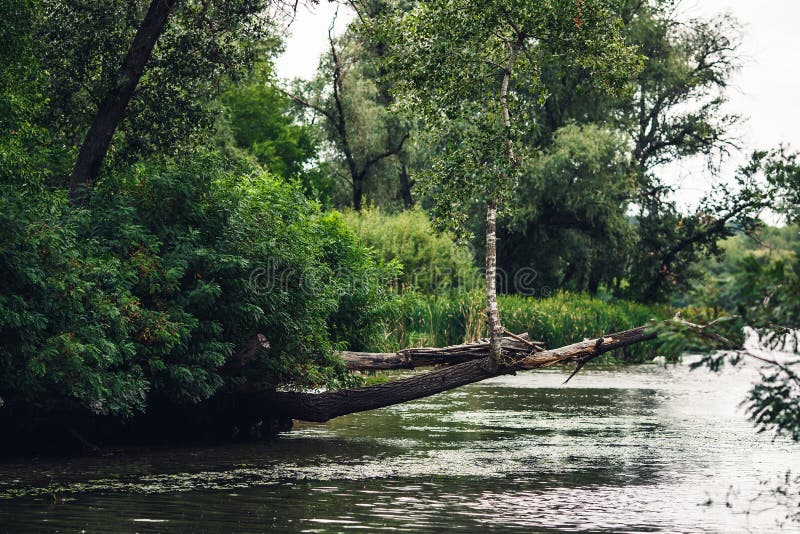 Beautiful Landscape Tilted Tree Over the Lake. Stock Image - Image of ...
