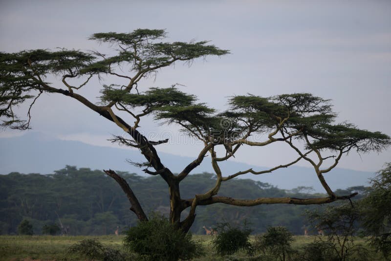 Beautiful Landscape with Tree in Africa Stock Image - Image of paysage ...