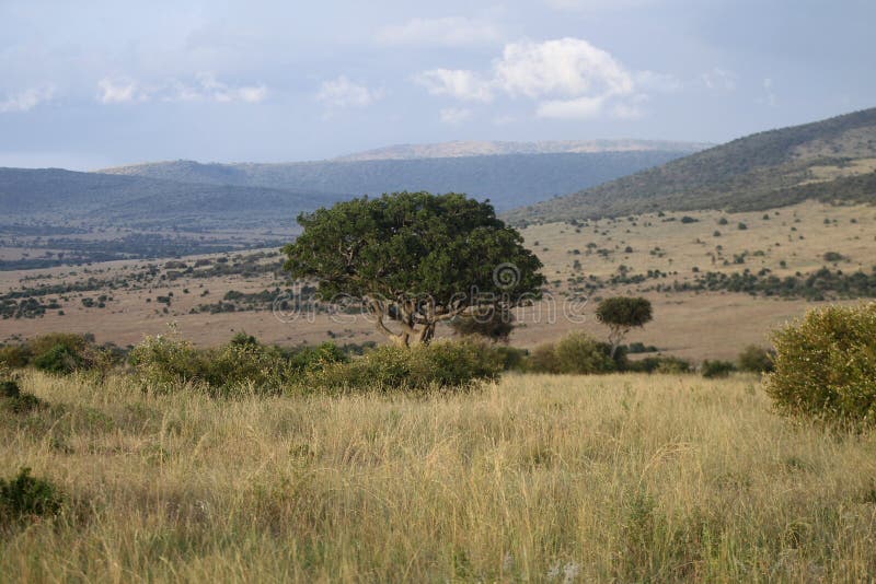 Beautiful Landscape with Tree in Africa Stock Photo - Image of daytime ...