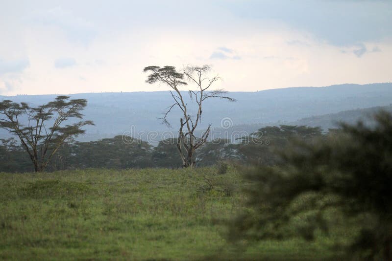 Beautiful Landscape with Tree in Africa Stock Image - Image of ...
