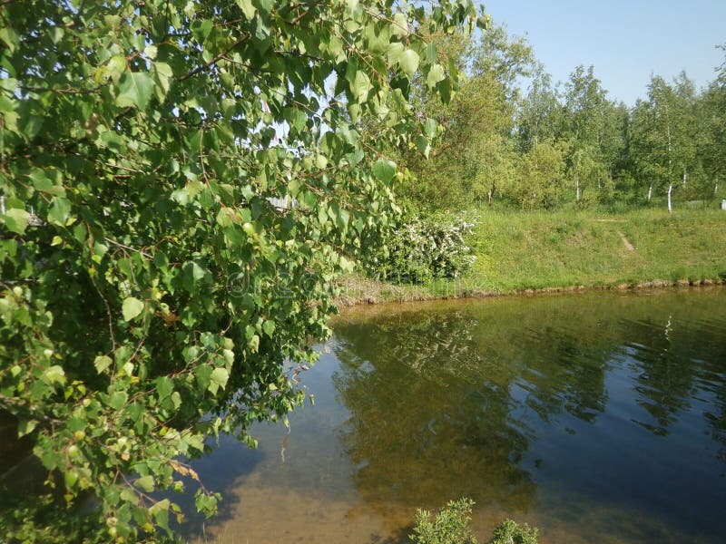 Beautiful Landscape with a Tree and Foliage in the Foreground and ...