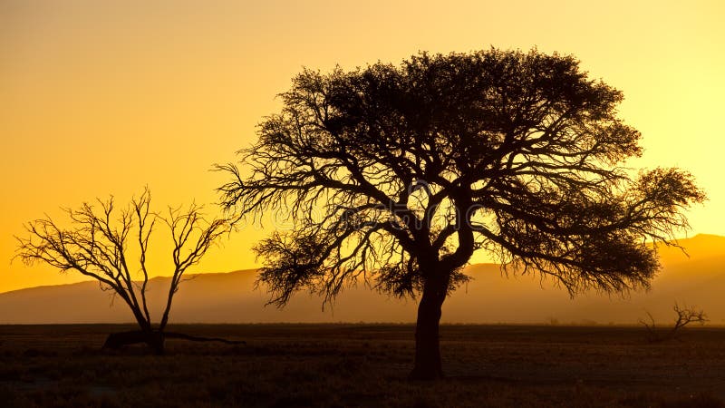 Beautiful Landscape with Trees Backlit with Sunset Light in Namibia ...
