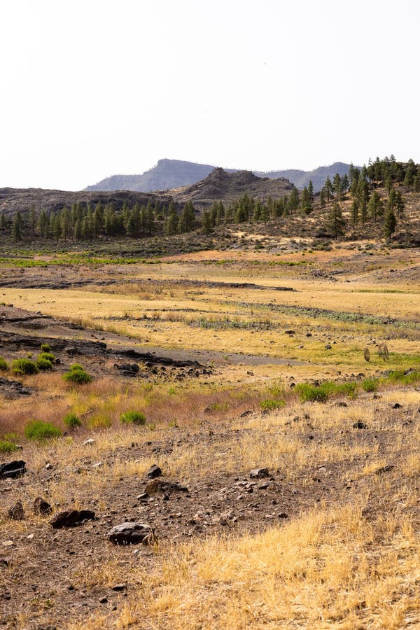 Beautiful Landscape of Trees in a Dry Meadow in the Morning Stock Photo ...